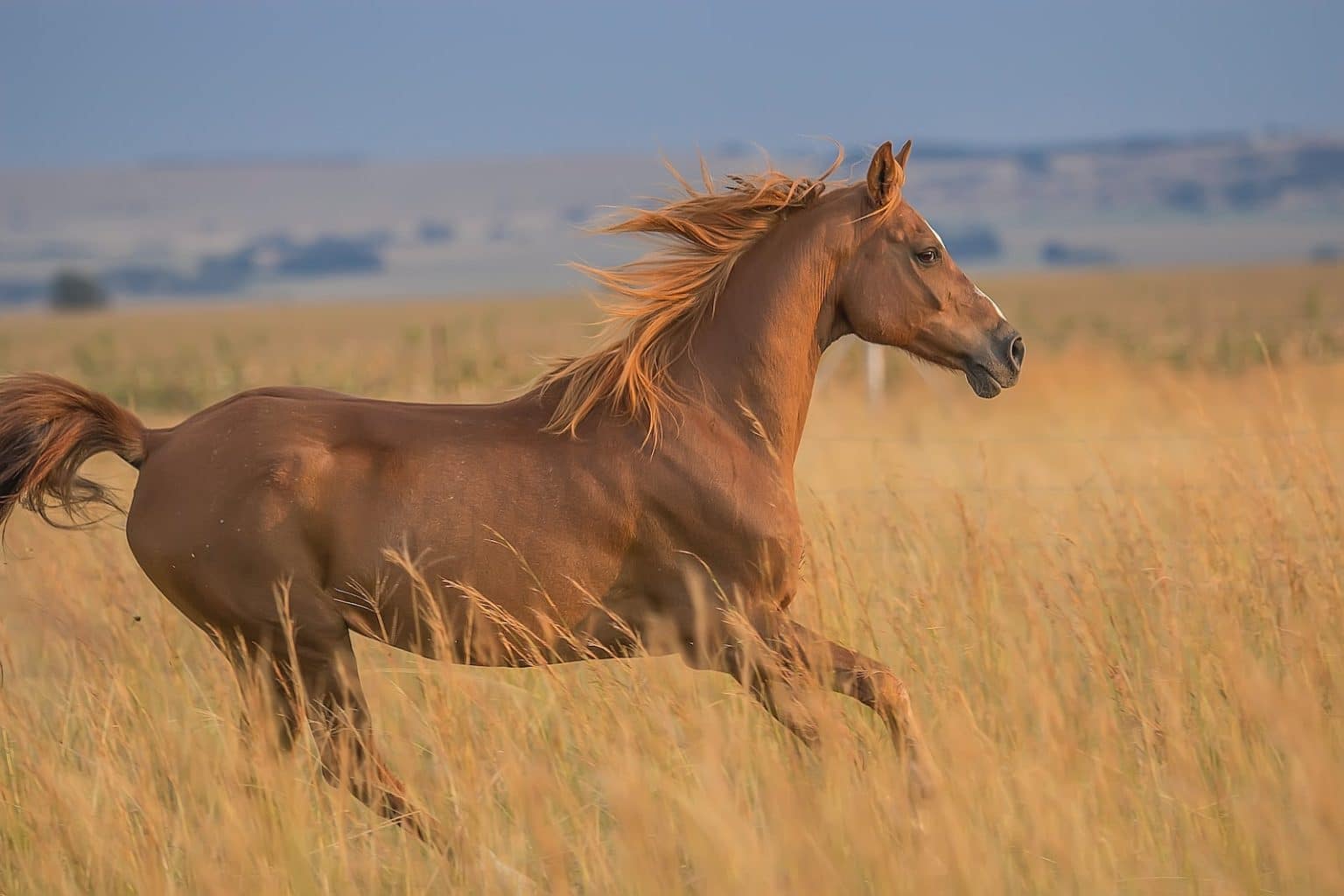 17 German Horse Breeds - Pet Breeezy