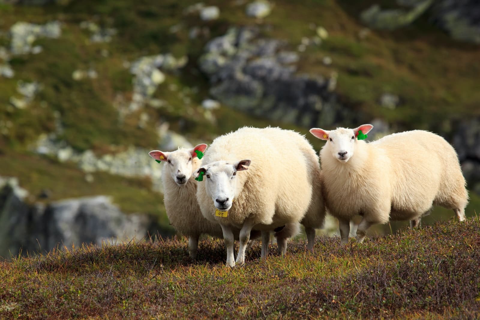 Dorset Sheep: Facts, Lifespan and Care - Pet Breeezy