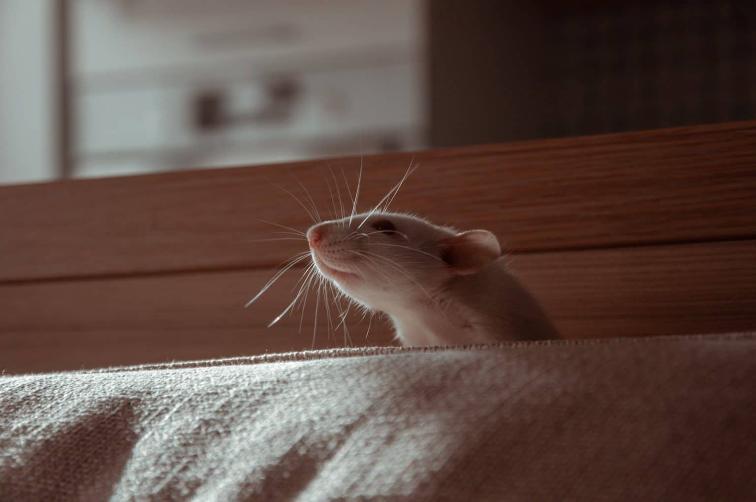 Dumbo Rat: Facts and Care (with Images) - Pet Breeezy
