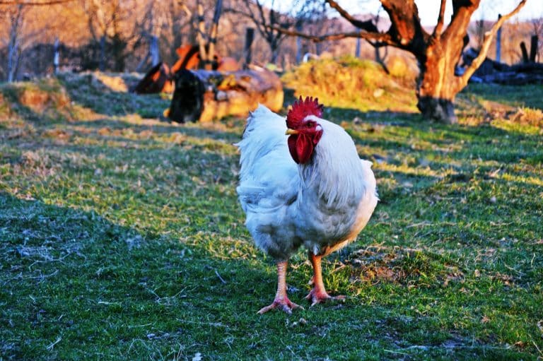 10 African Chicken Breeds - Pet Breeezy