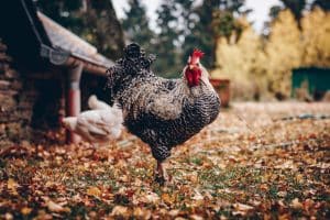10 African Chicken Breeds - Pet Breeezy