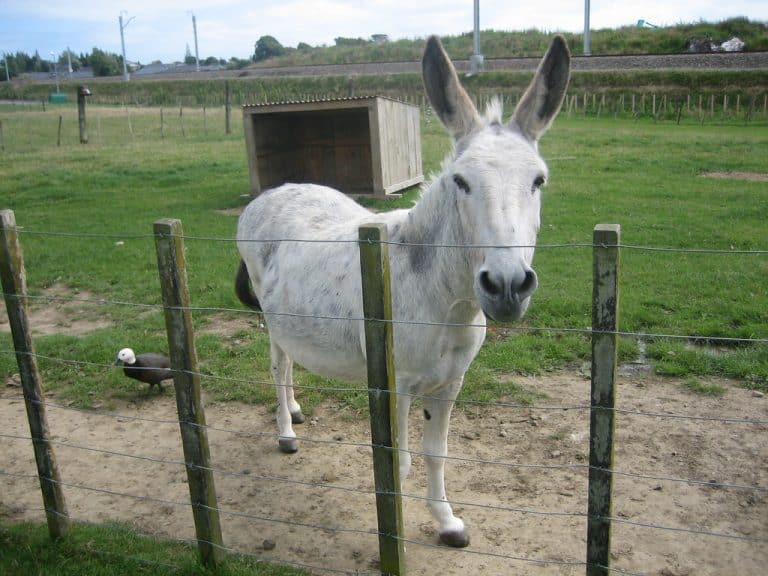 Ten Different Types of Donkey Breeds - Pet Breeezy