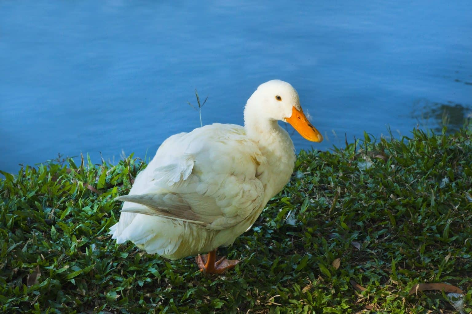 8 Small Duck Breeds (with Images) - Pet Breeezy