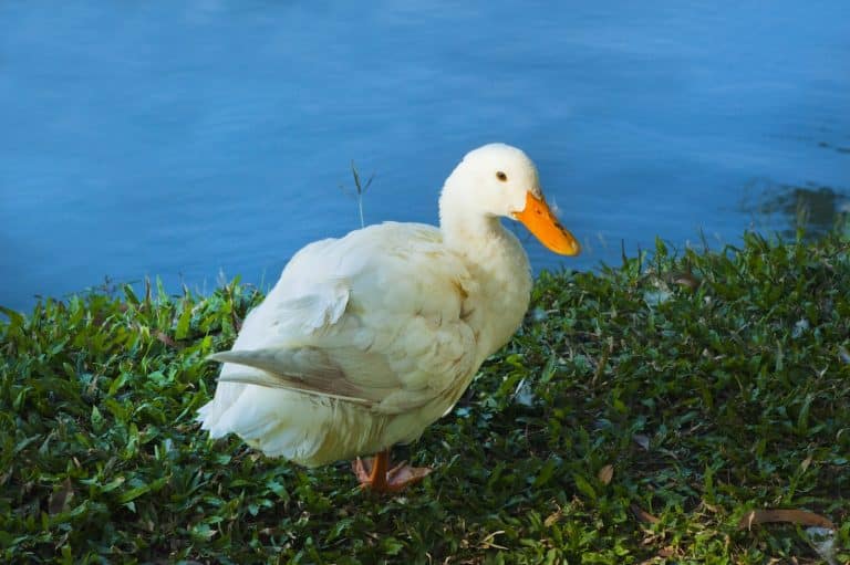 8 Small Duck Breeds (with Images) - Pet Breeezy