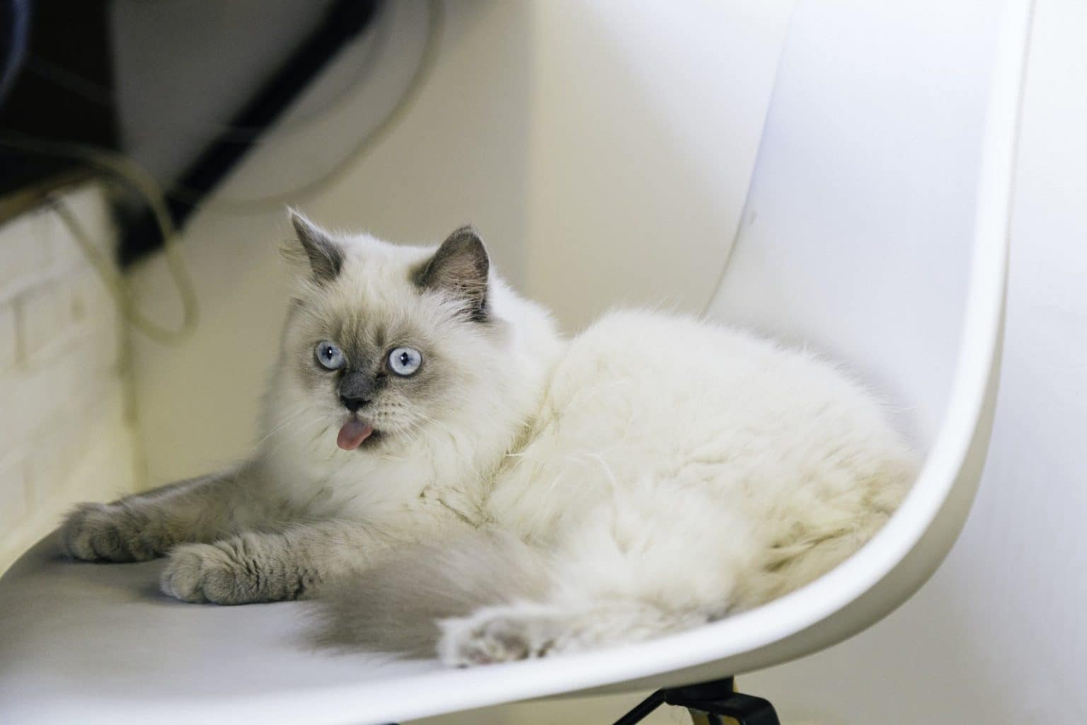 The 20 Greatest Cat Movies of All Time - Pet Breeezy