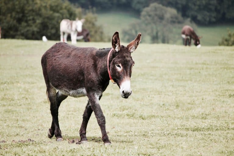 Ten Different Types of Donkey Breeds - Pet Breeezy