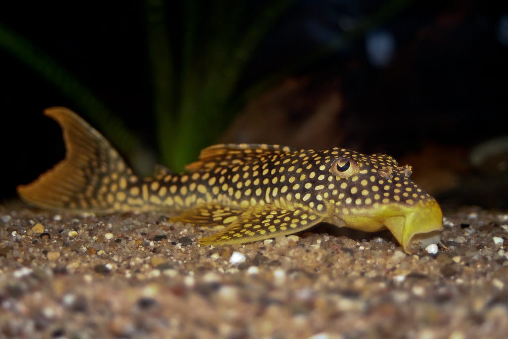 Plecos Are Classified into 12 Different Types - Pet Breeezy