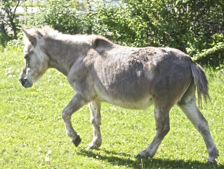 Ten Different Types of Donkey Breeds - Pet Breeezy