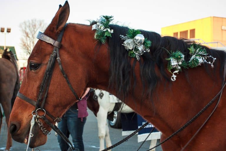 6 Stunning Horse Mane Styles You Can Make Yourself - Pet Breeezy