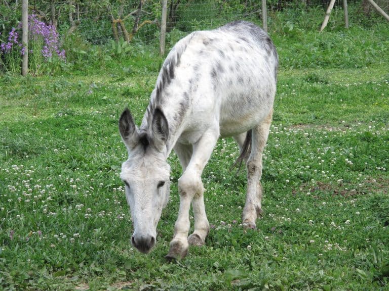 Ten Different Types of Donkey Breeds - Pet Breeezy