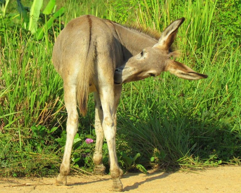 Ten Different Types of Donkey Breeds - Pet Breeezy