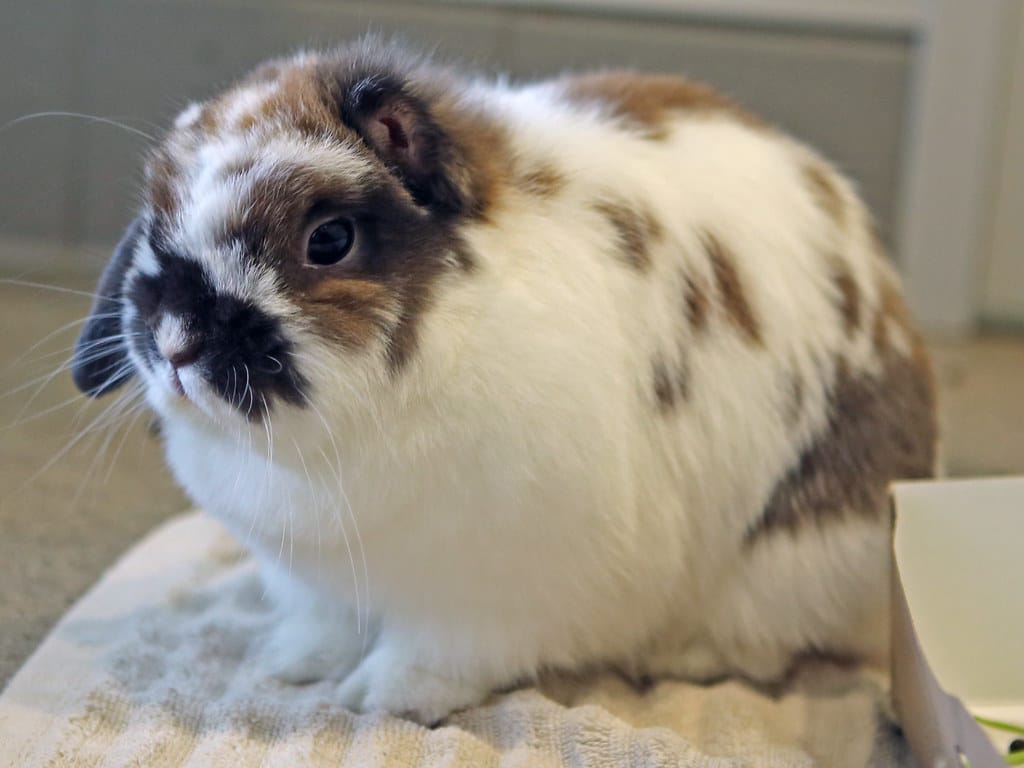 Lop Rabbit Facts: Quick Facts, Lifespan, Behavior, and Care - Pet Breeezy