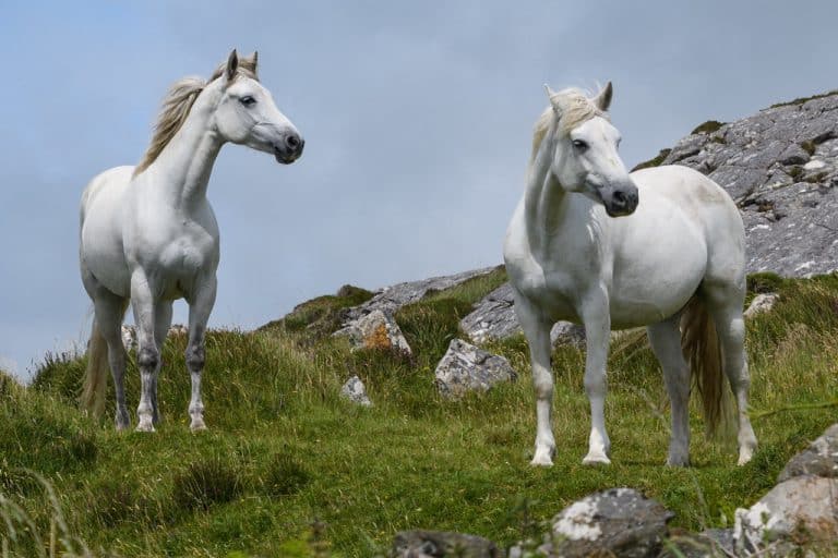 6 Irish Horse Breeds (with Images) - Pet Breeezy