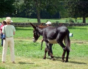 Ten Different Types of Donkey Breeds - Pet Breeezy