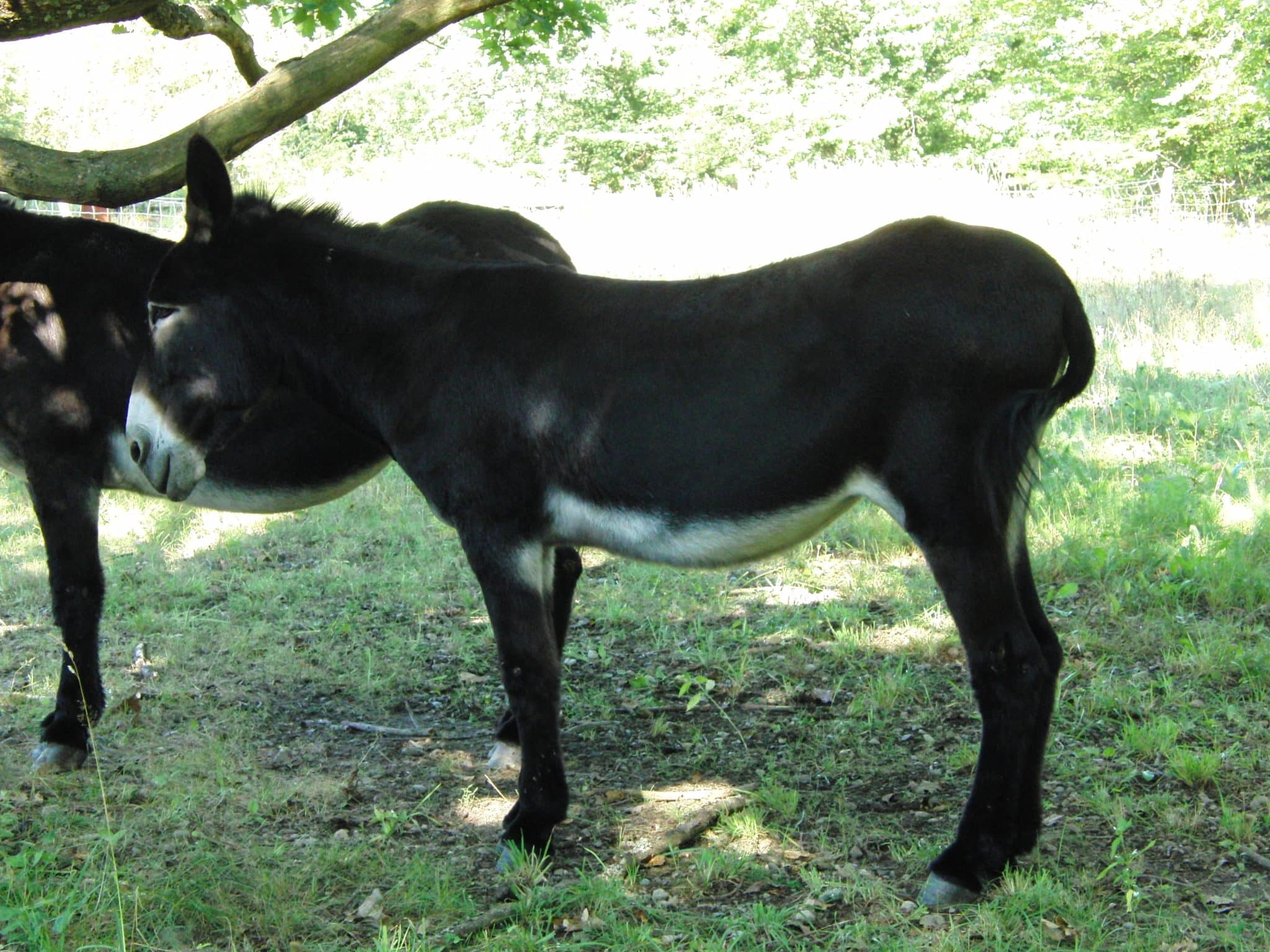 Ten Different Types of Donkey Breeds - Pet Breeezy