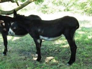 Ten Different Types of Donkey Breeds - Pet Breeezy