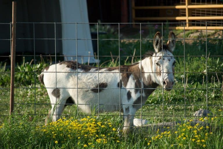 Ten Different Types of Donkey Breeds - Pet Breeezy