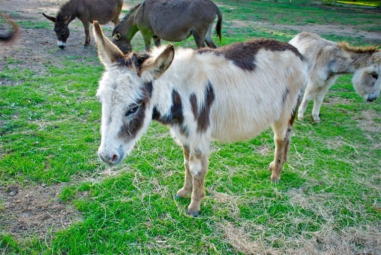 Ten Different Types of Donkey Breeds - Pet Breeezy