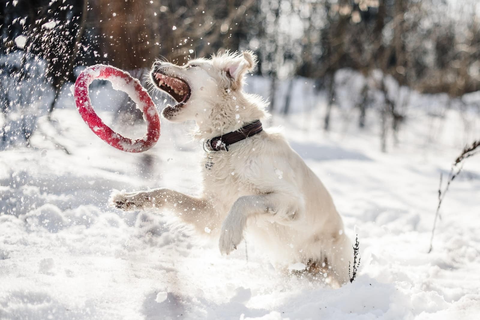 Proestrus and Estrus Physical Signs in Dogs - Pet Breeezy