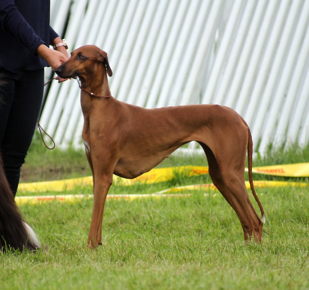 Azawakh Dog: Breed Guide, Info, Care & More! - Pet Breeezy