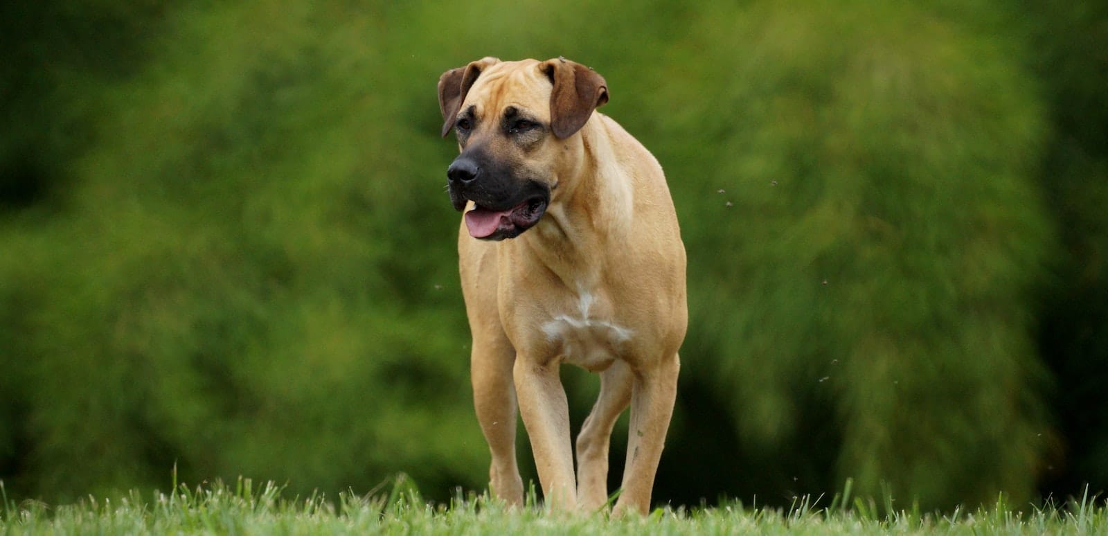 Boerboel Dog Breed: Information, Care Guide, Traits & More! - Pet Breeezy
