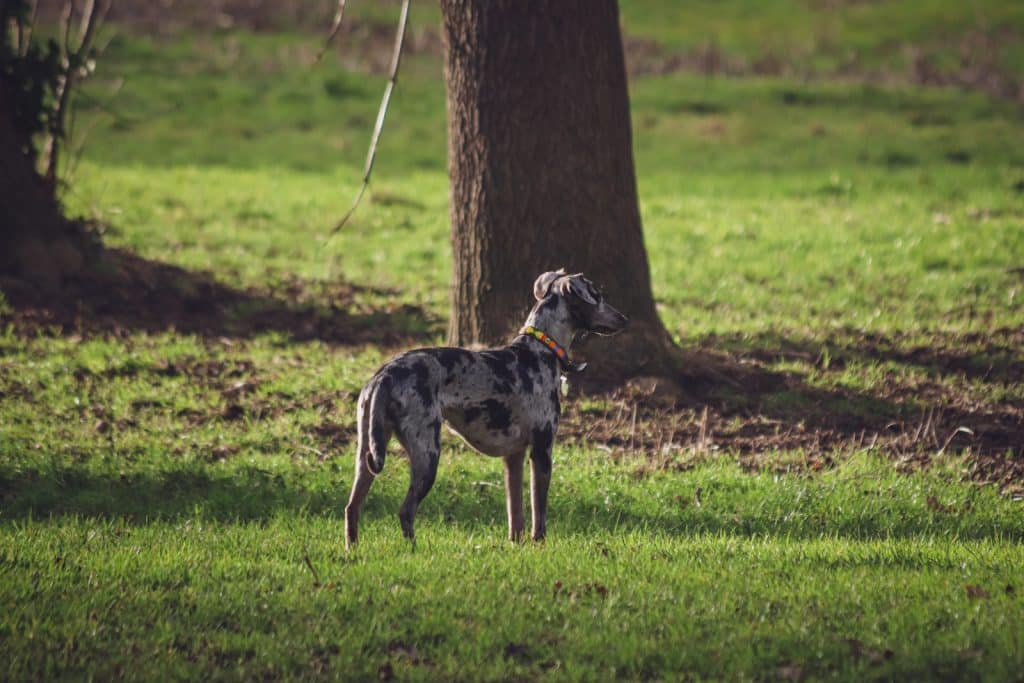 Beauceron dog breed: Info, care guide & traits - Pet Breeezy