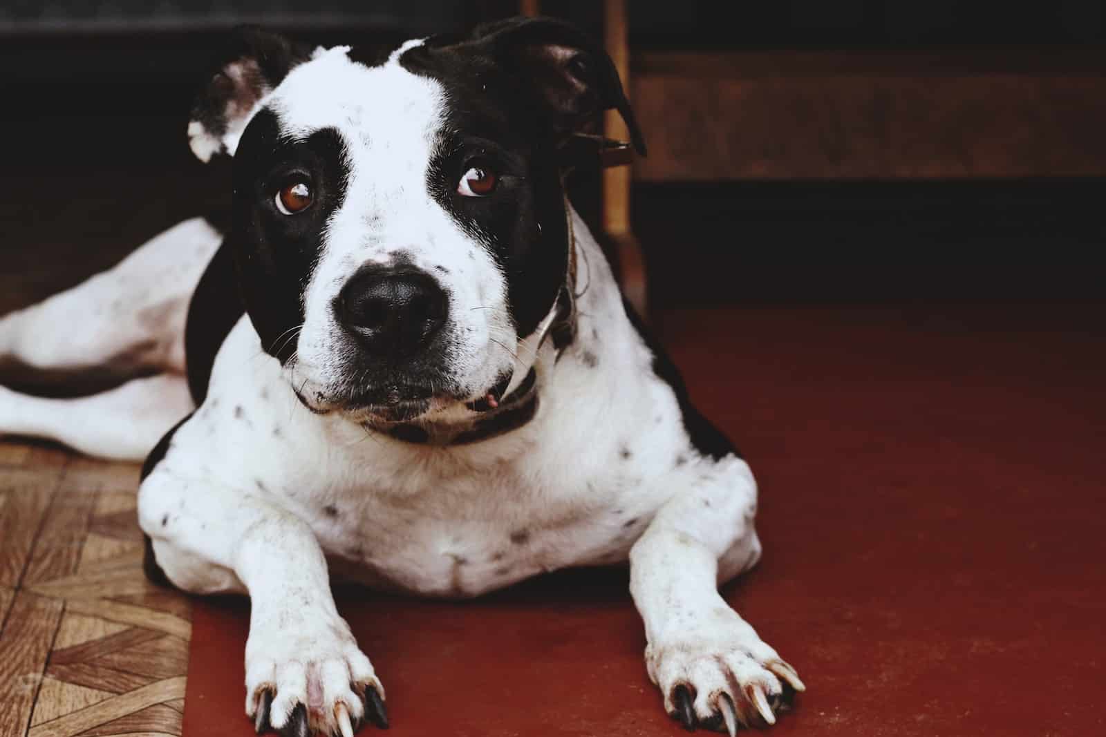 Boston Bull Terrier Breed Information and Care Guide - Pet Breeezy