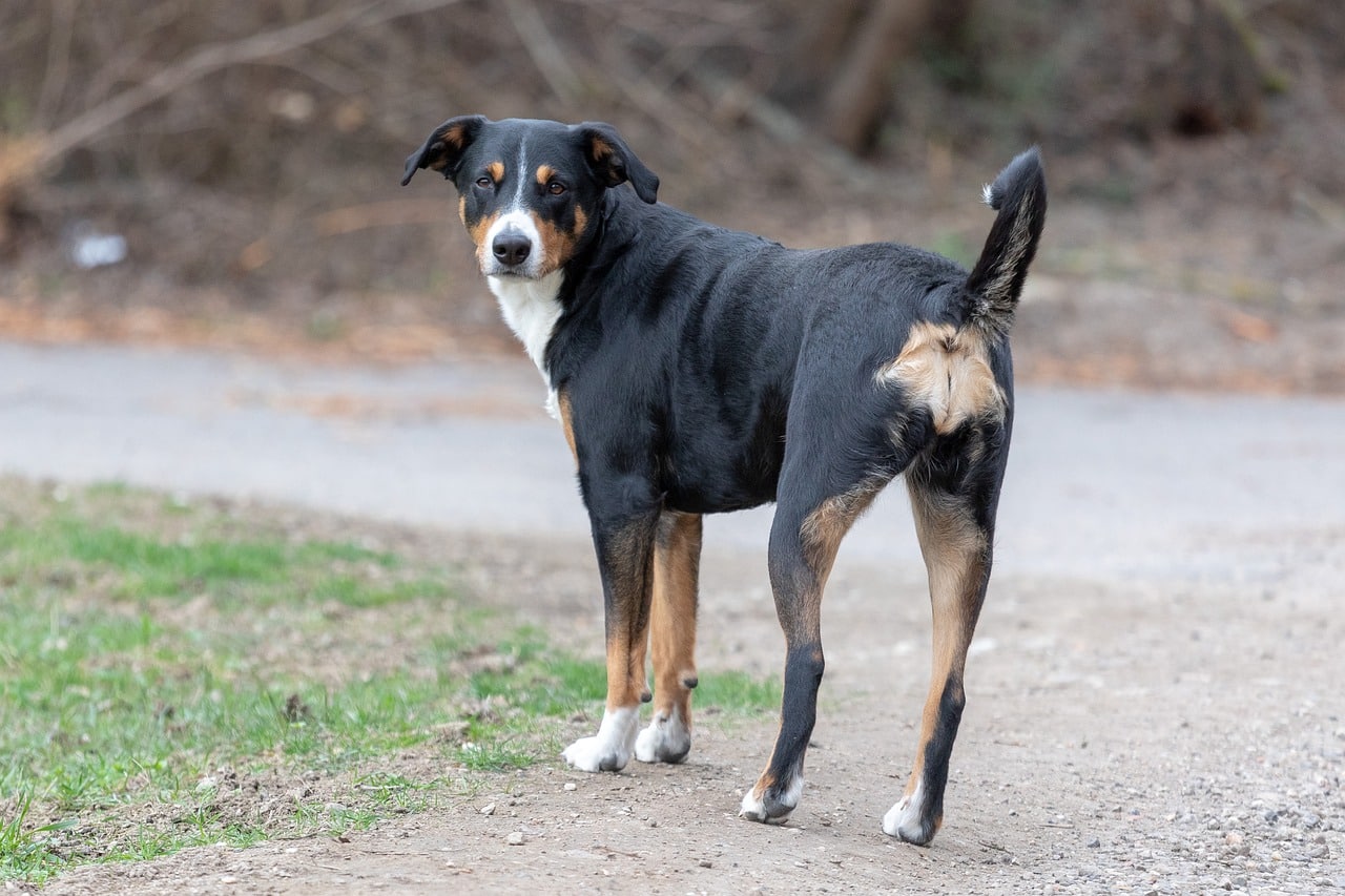 Appenzeller Sennenhund | Breed Info, Care & More! - Pet Breeezy