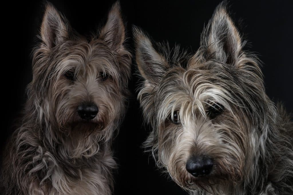 Berger Picard: Breed Guide, Facts, Care & More! - Pet Breeezy