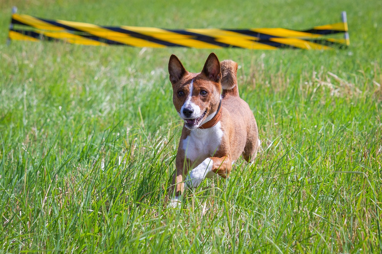 Basenji Dog Breed: Info, Care Guide, Temperament & Traits - Pet Breeezy