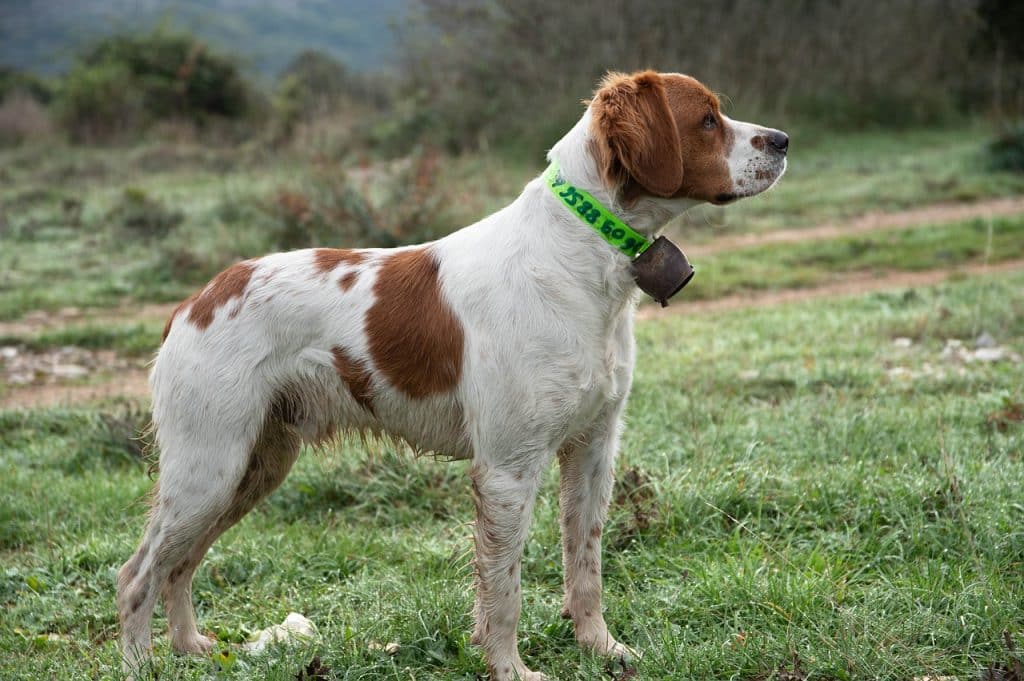 Brittany Dog Breed Guide: Information, care, and more! - Pet Breeezy
